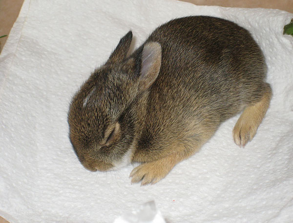 INSIGHT RABBIT: Helpful Instructions For A Healthy Baby Bunny Rabbit