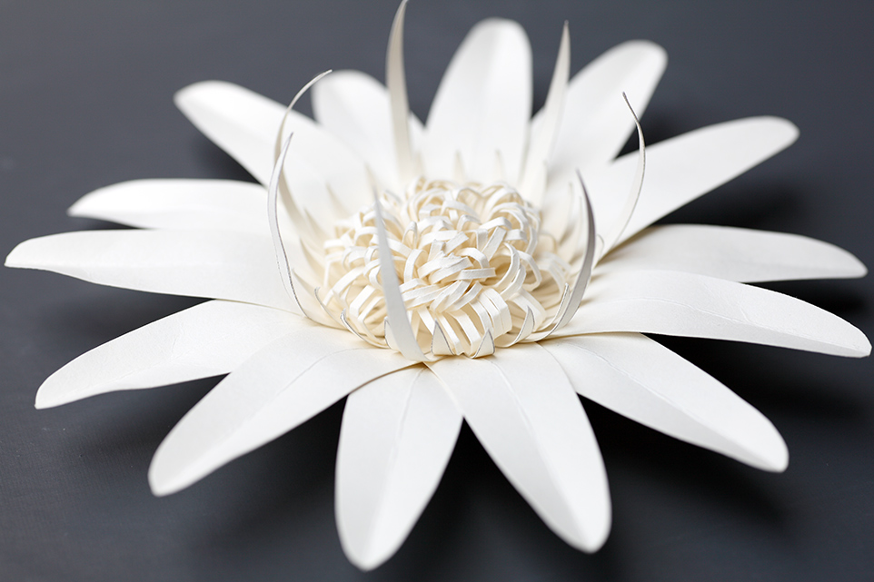 Spicy Paper: pâquerette