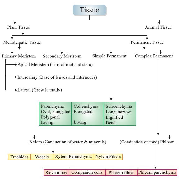 Online Notes on Chapter = 6 ( TISSUE) Part 1 - | Bioinformatics