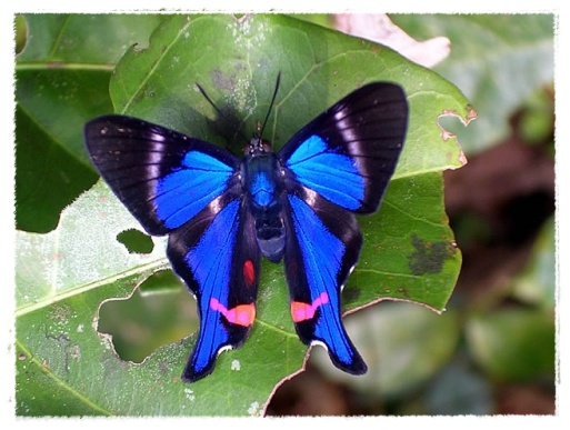 Gambar Kupu-Kupu Cantik | Dunia Binatang