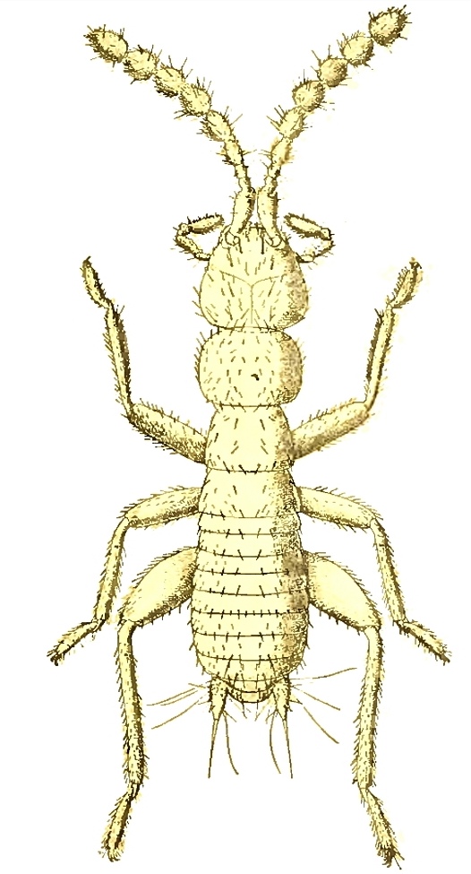 Zoraptera - Insectduniya|Entomology - Wikipedia