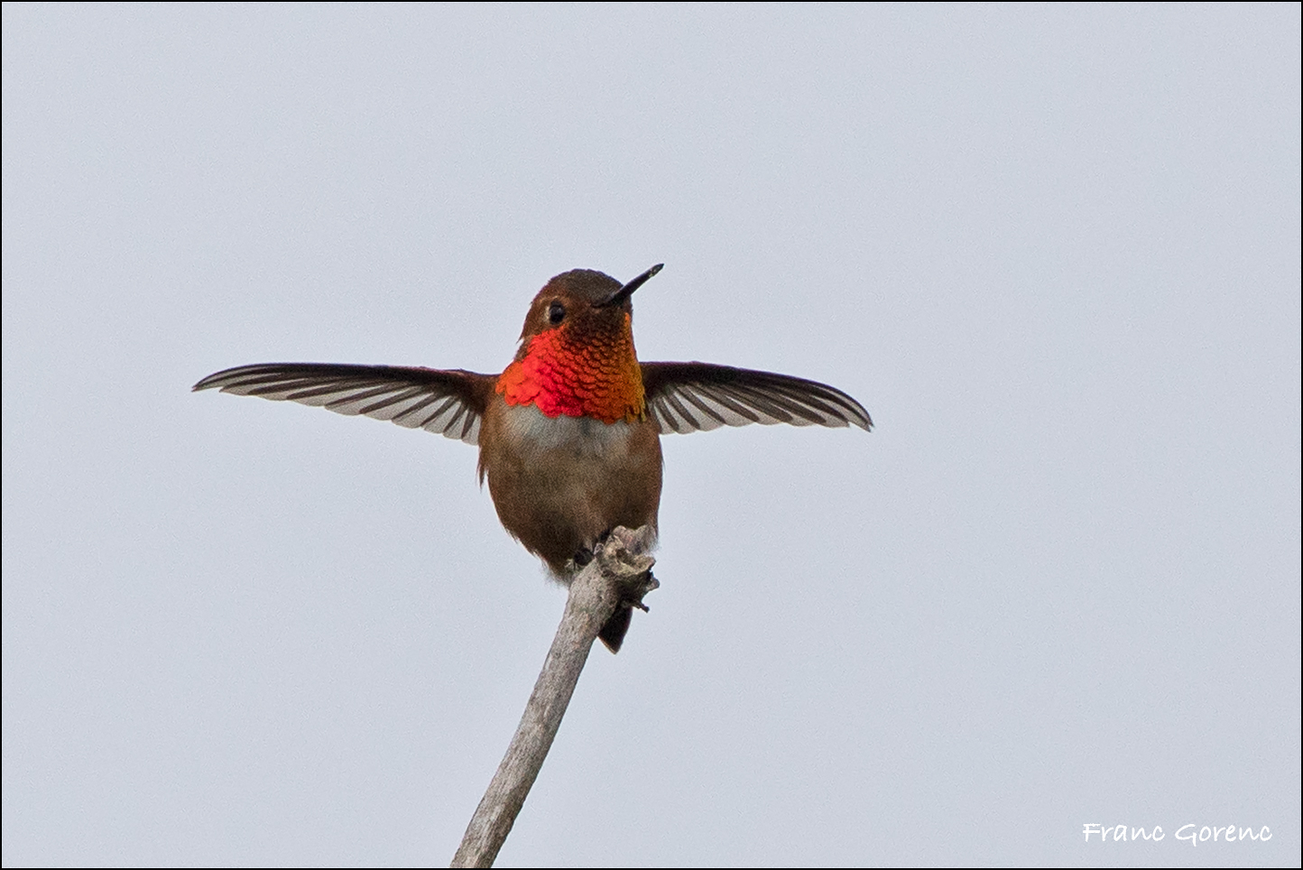 The Hummingbirds of Vancouver Island - Travels With Birds