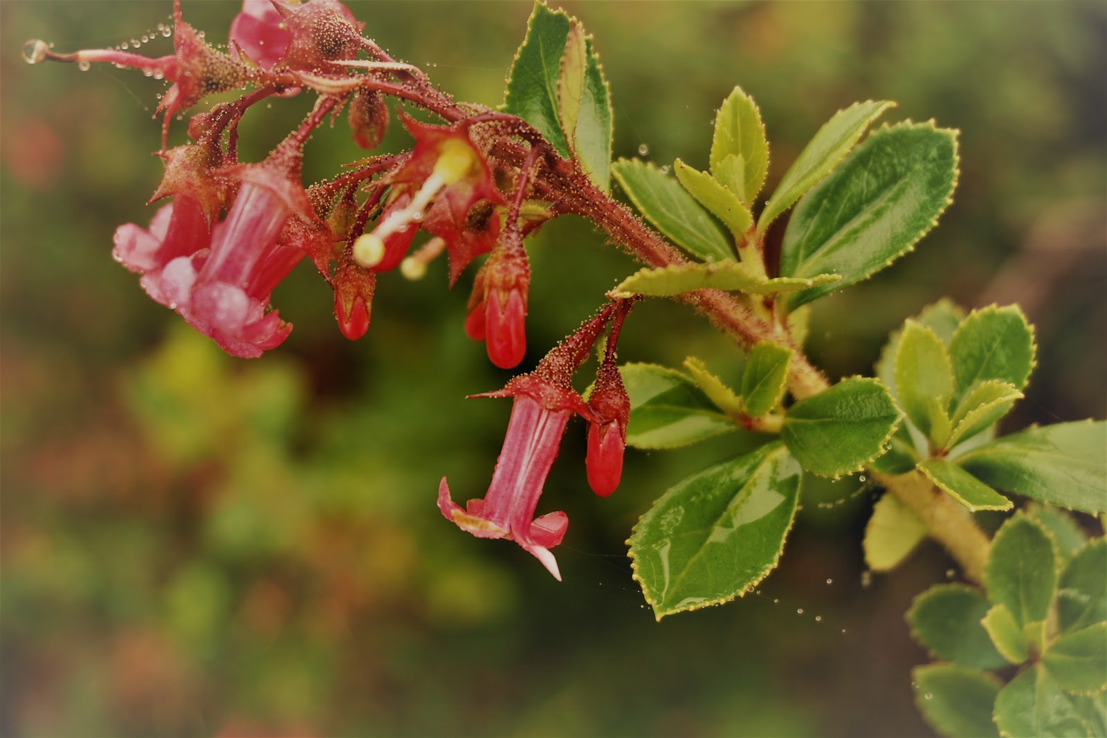Plantas de Huerta Otea, Salamanca: Escalonia (Escallonia rubra)