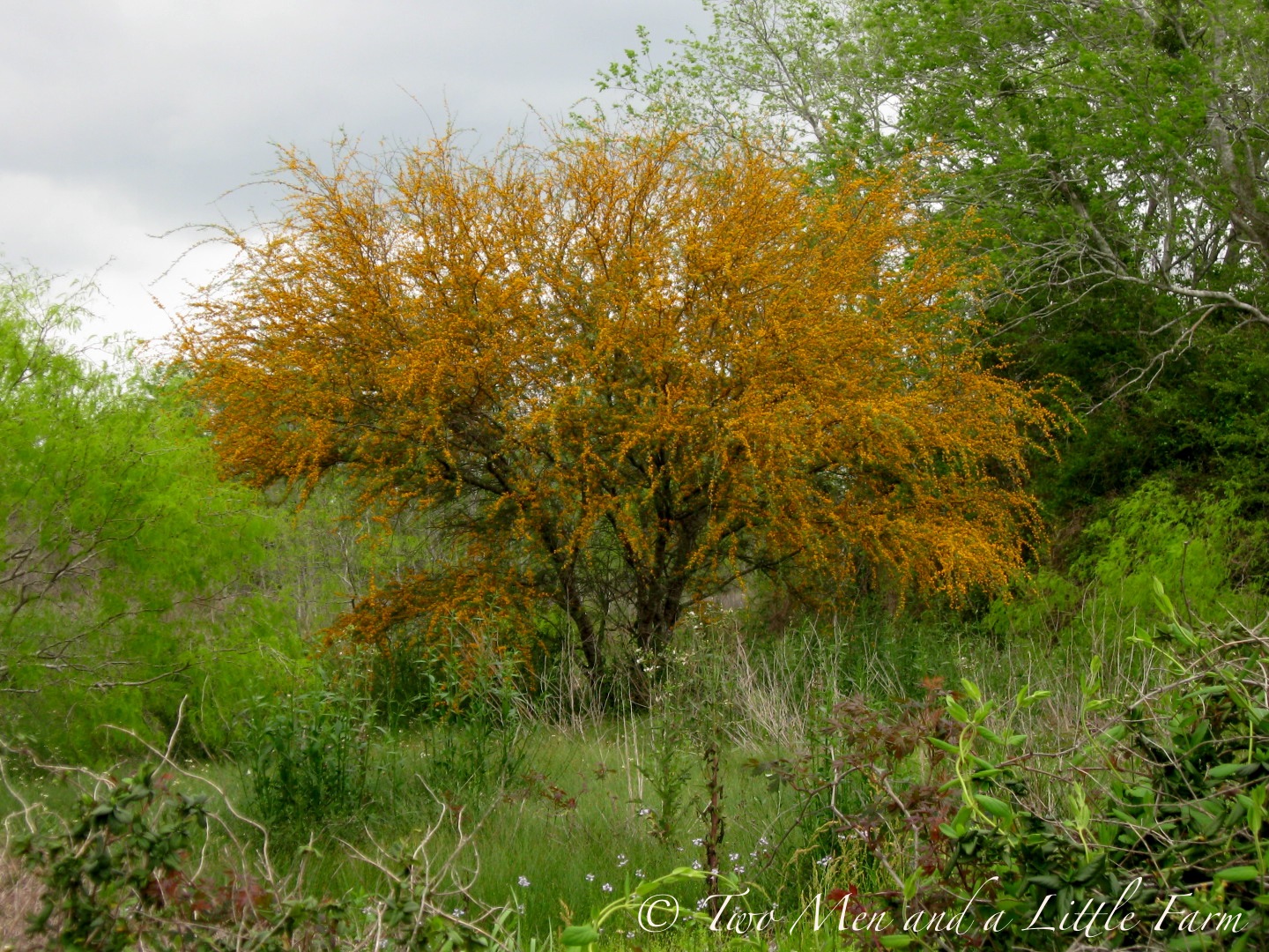 Two Men and a Little Farm: THE LOVELY LITTLE HUISACHE TREE