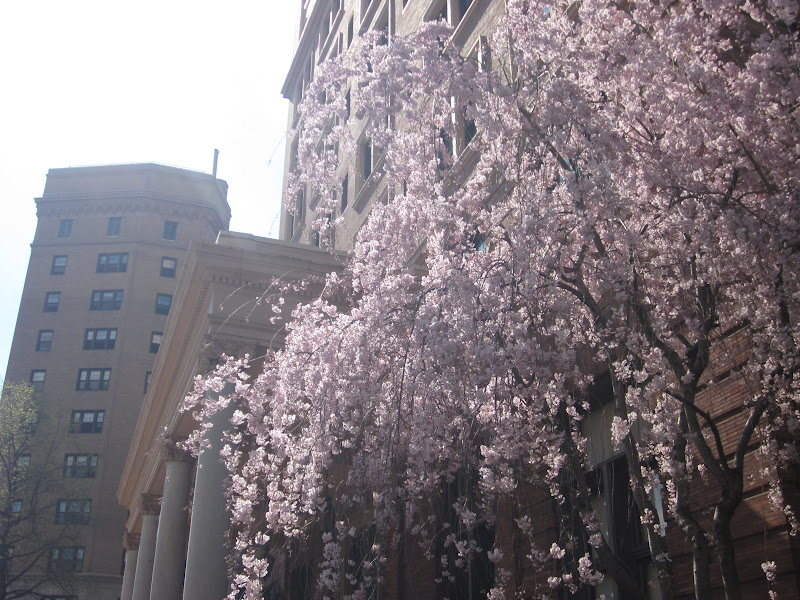 Garden Discoveries: Pittsburgh Spring