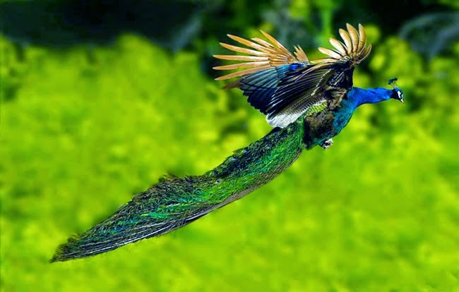 burung | macam macam jenis burung