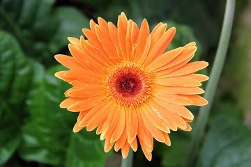 Bunga Gerbera Orange