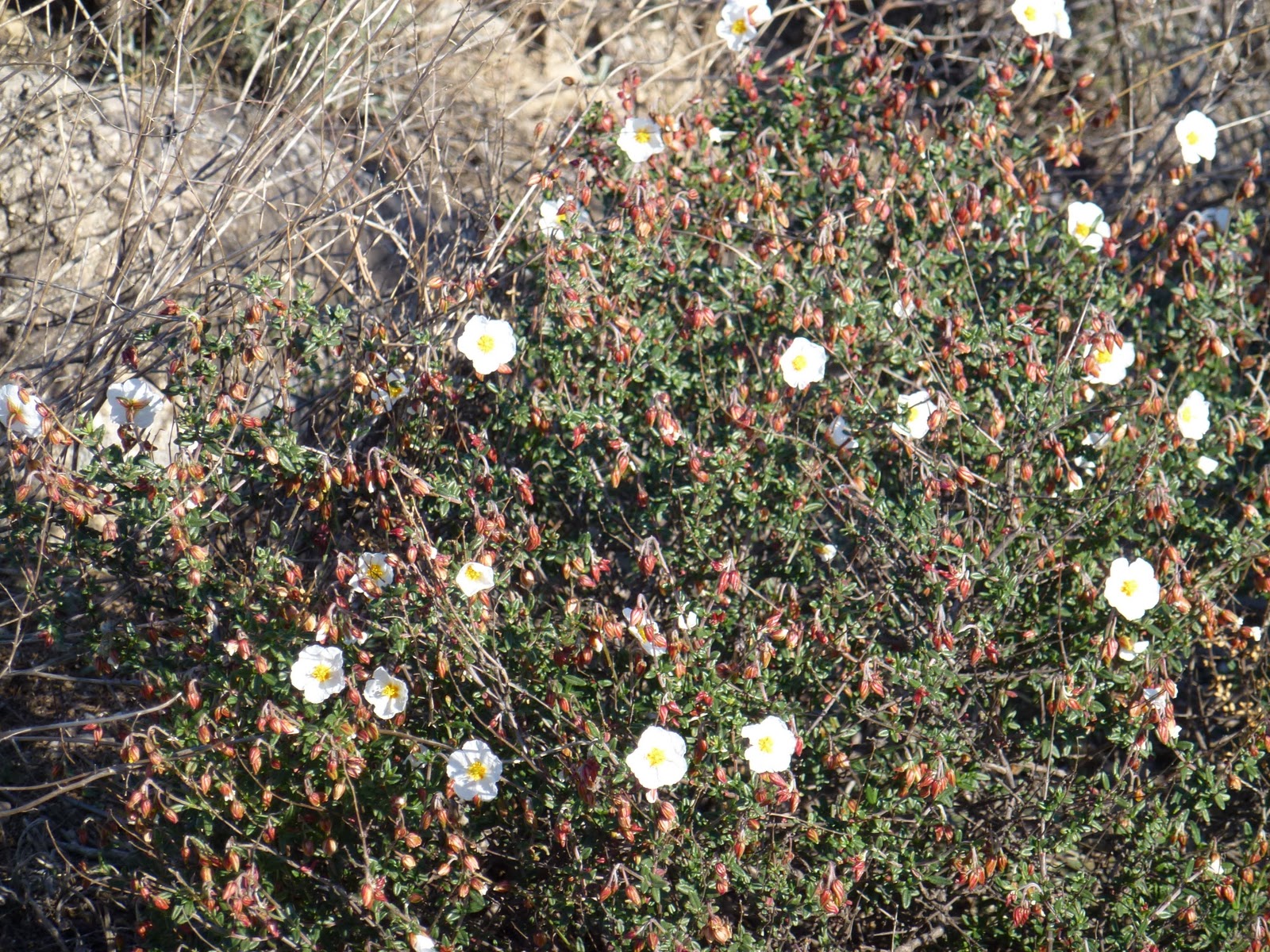 José Antonio García Ramos médico: Helianthemum almeriense. Jarilla ...
