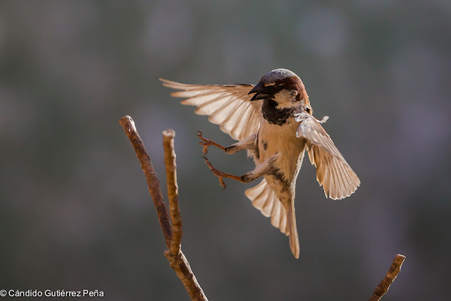 GORRION COMUN - Passer Domesticus | Observatorio de la Naturaleza