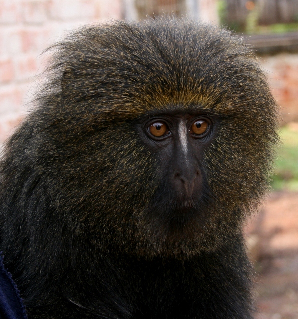 Lwiro Primates: Construction begins on the Hamlyni Habitat