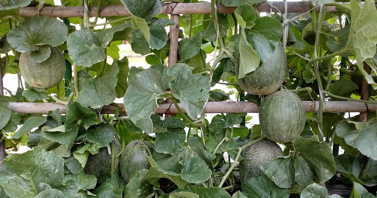 Godhong Ijo: Melon Super Rojo Tani