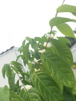 Baphia nitida | Pustaka Flora | Database Tanaman Landscape