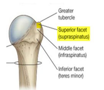 Science First ( علاج طبيعي )