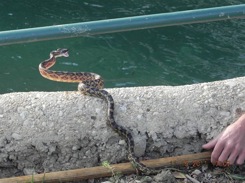 Birding Without Barriers: Hawk vs. Snake