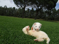 Hurones : Reproducción