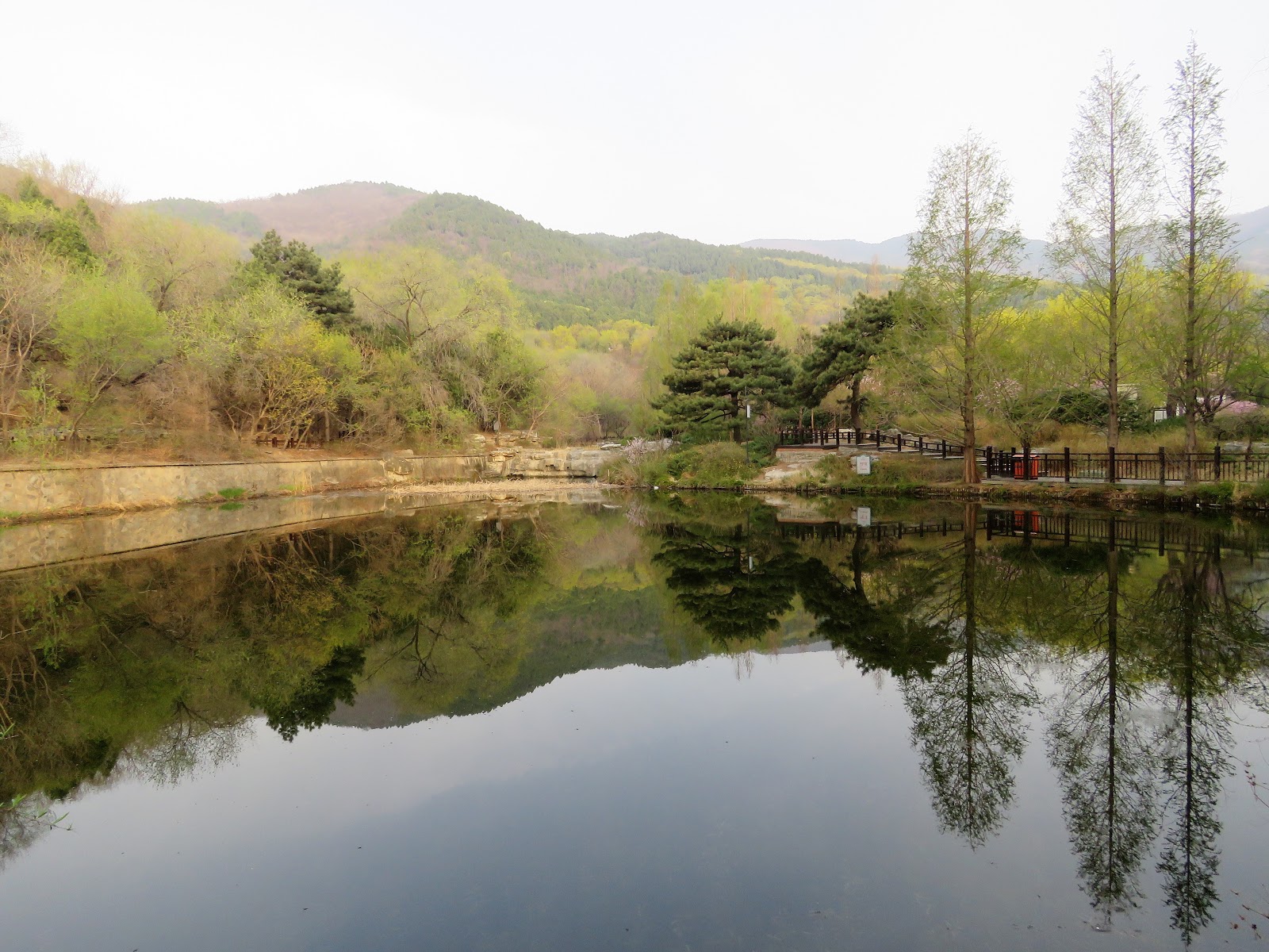 Dawn in a valley of Metasequoia (and Mie)