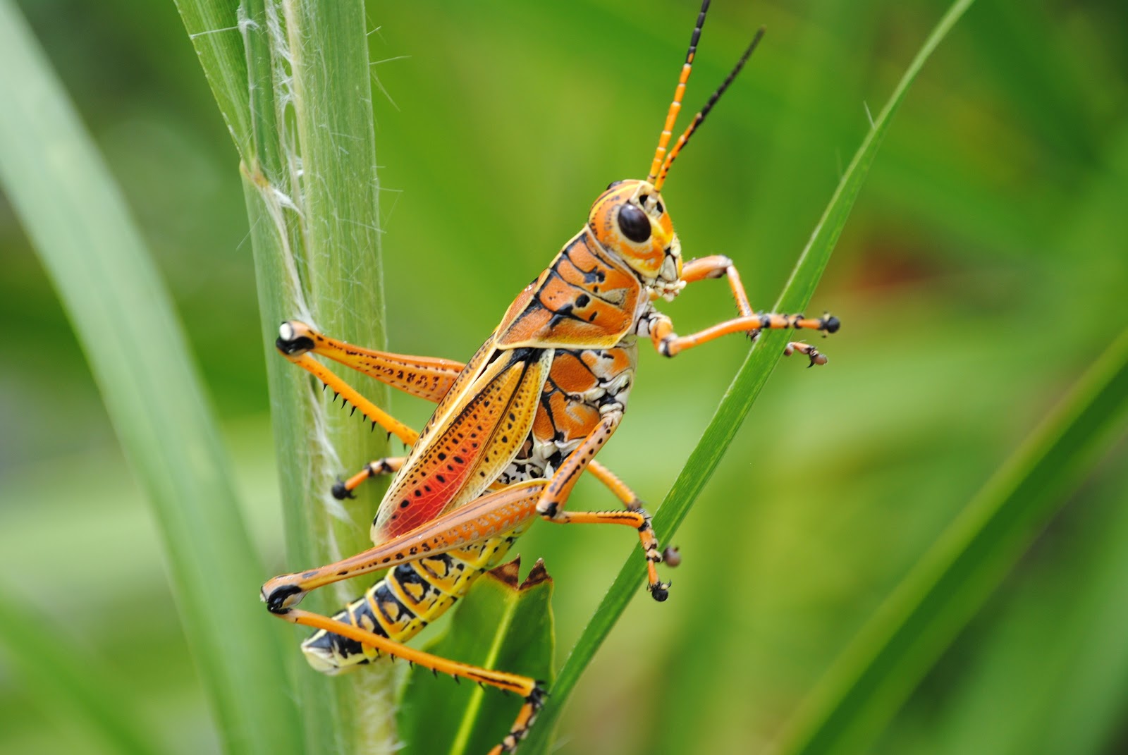Field Notes and Photos: Romalea microptera, Eastern Lubber Grasshopper