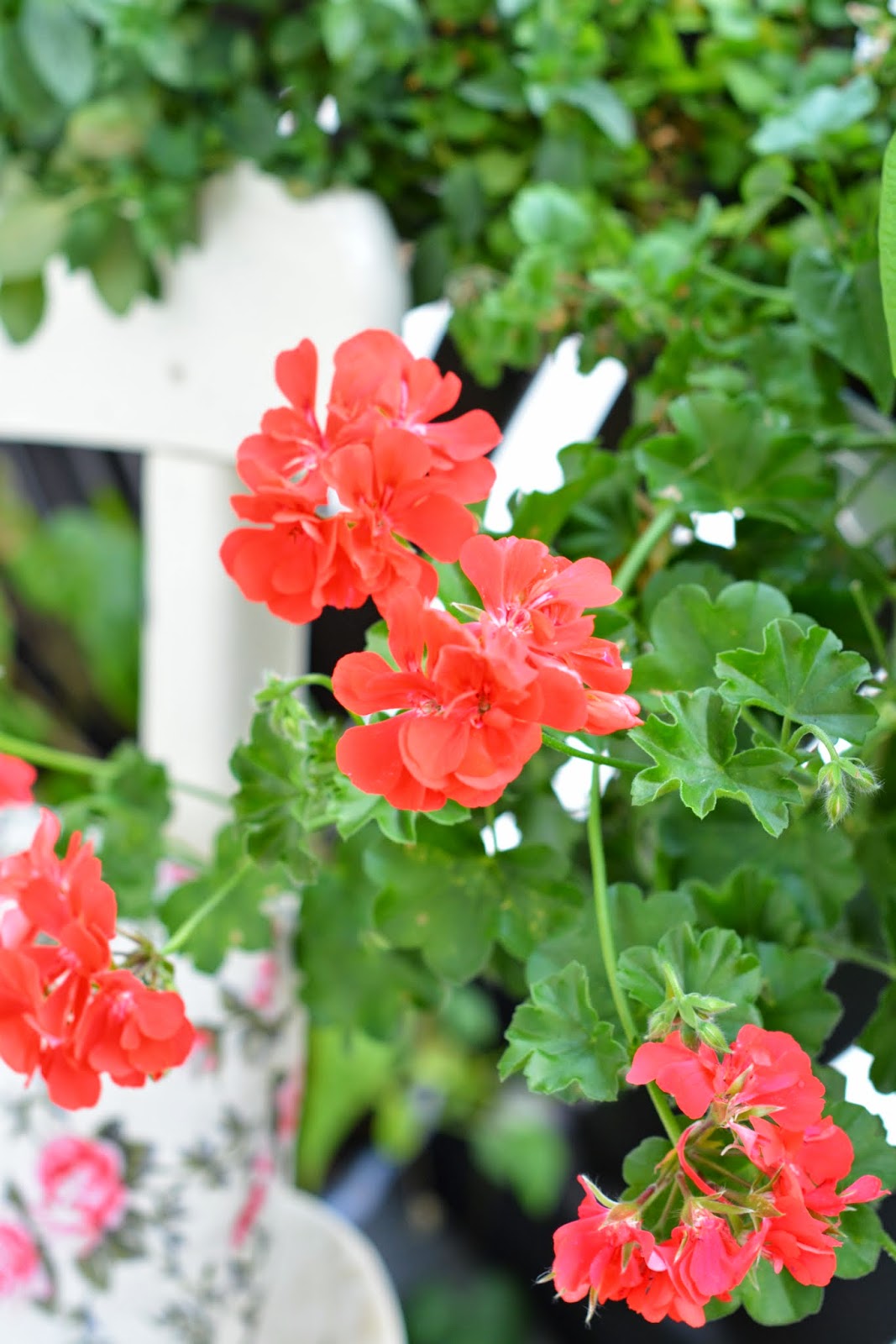 Pelargonie - wszystko, co musisz wiedzieć o uprawie. Popularne odmiany ...