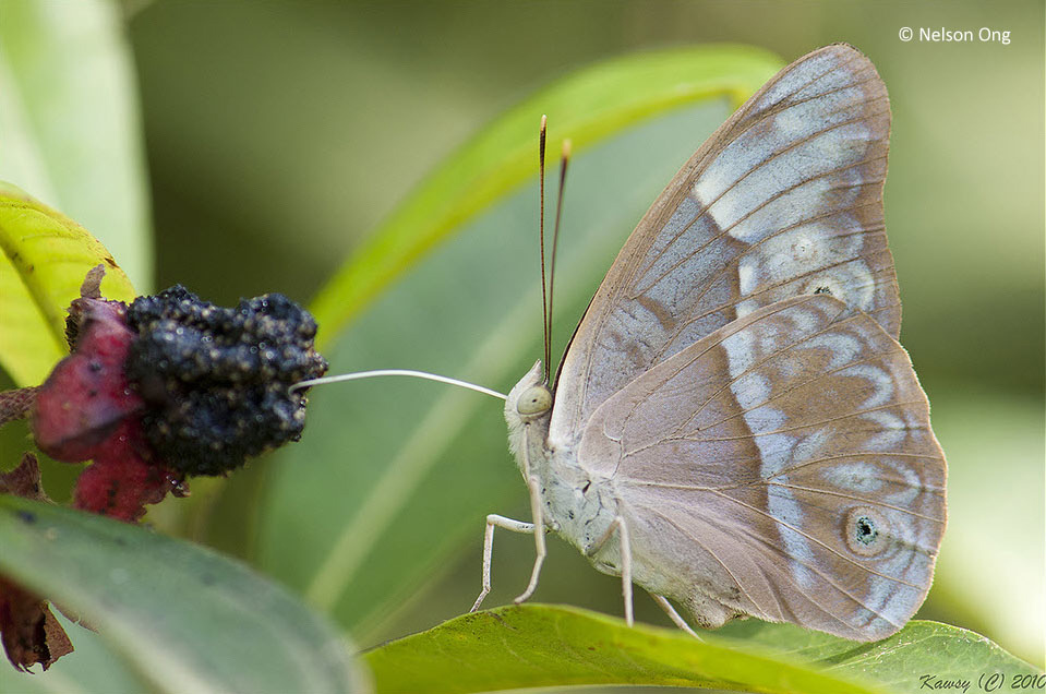 Butterflies of Singapore: Life History of the Purple Duke v2.0