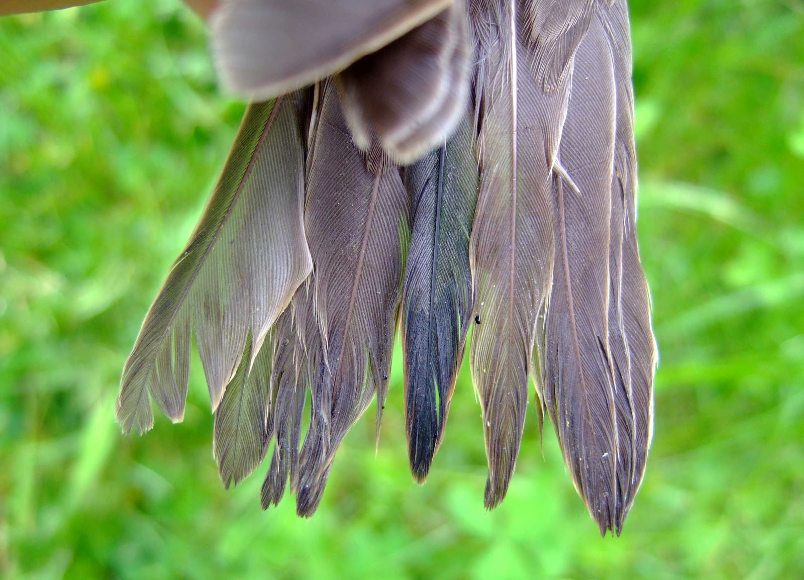 South Notts Ringing Group: Post-juvenile Starlings