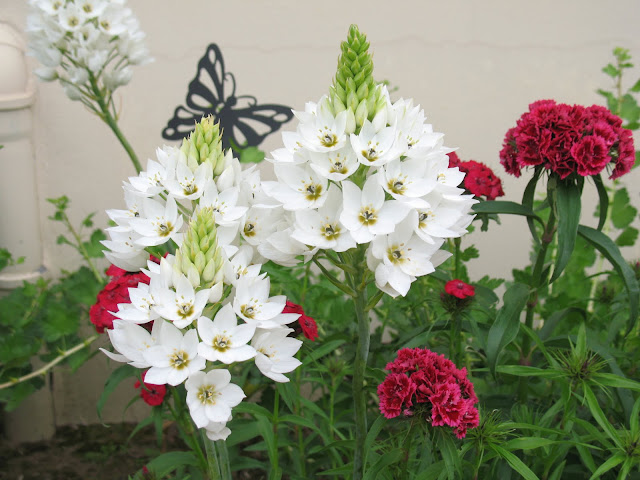 Jurnal de gradina: Flori de vara