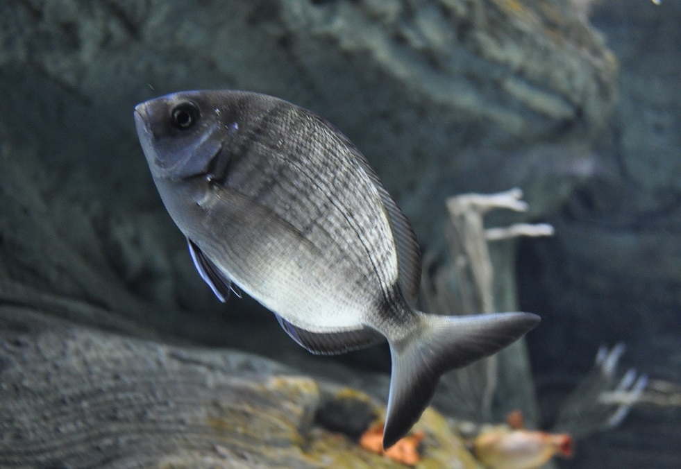 ZOOTOGRAFIANDO (6.100 ANIMALS): SARGO COMÚN / WHITE SEABREAM (Diplodus ...