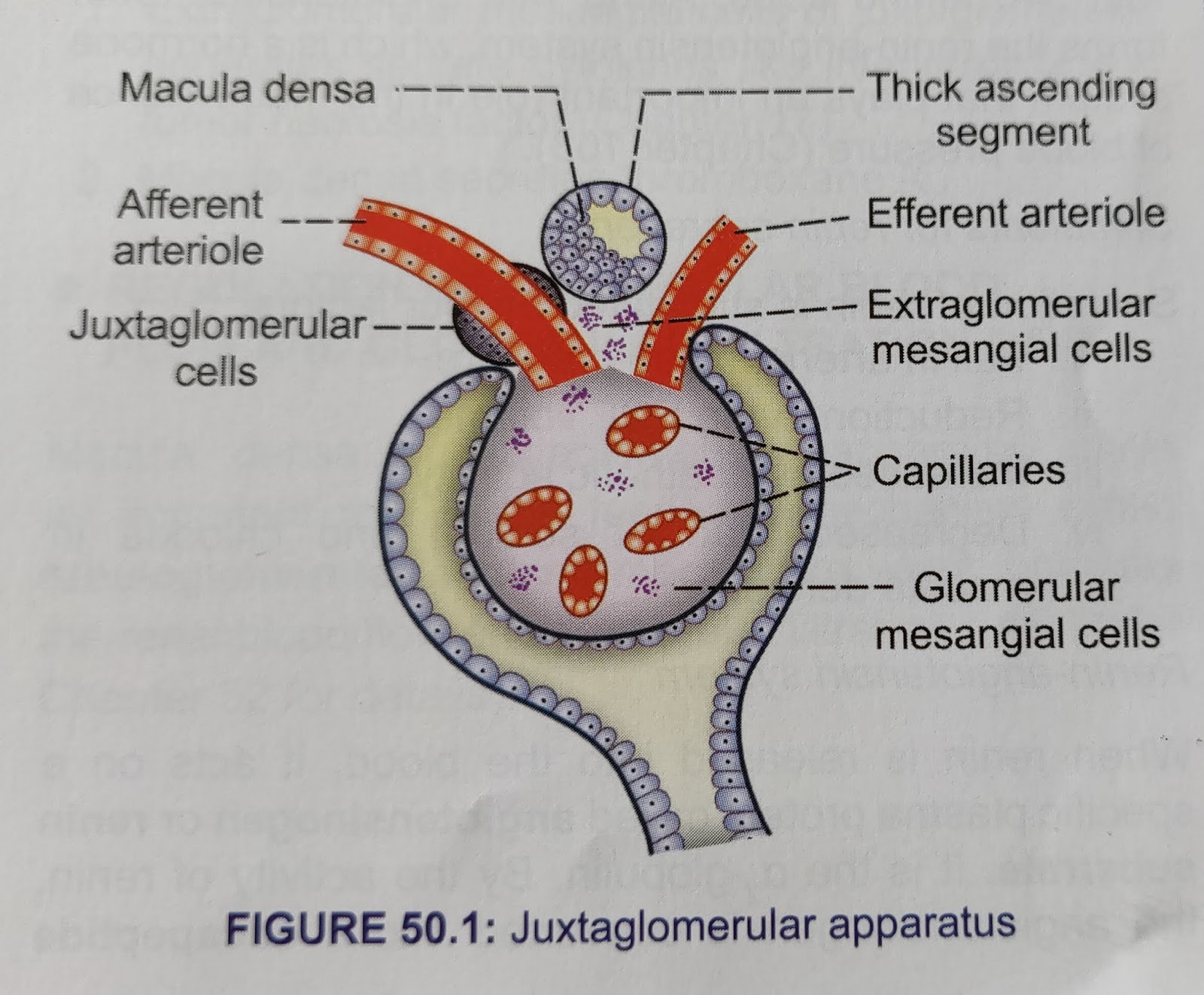 Juxta glomerular apparatus (JGA)
