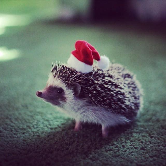 Funny animals of the week - 13 January 2017 (40 pics) | Amazing Creatures