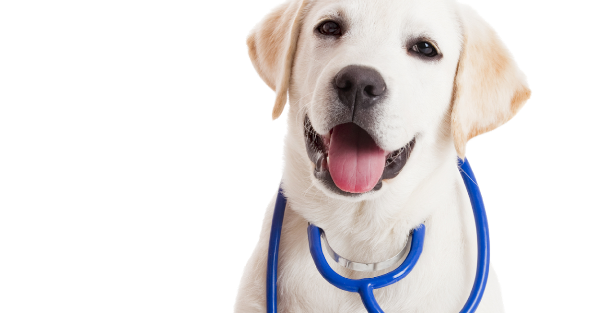 Eva Psicóloga Canina: ¿Sabéis que existen enfermedades de transmisión ...