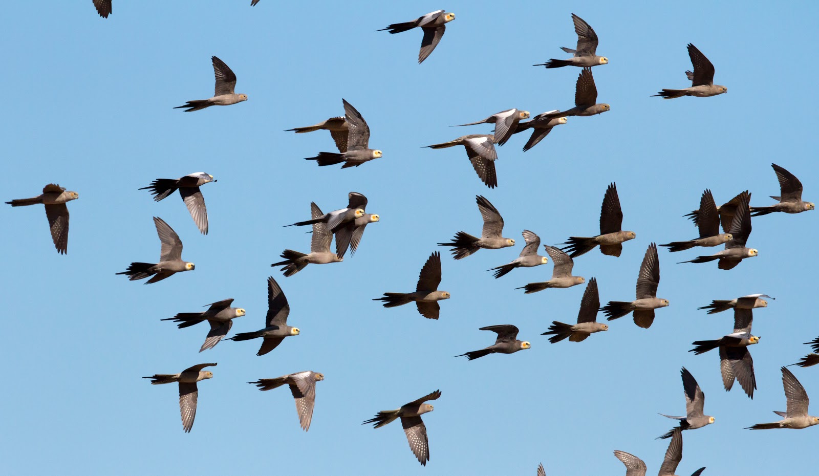 Descoperă Papagalii: Nimfă (Nymphicus hollandicus) în libertate