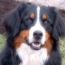 Perro de Montaña Bernés | Perros callejeros