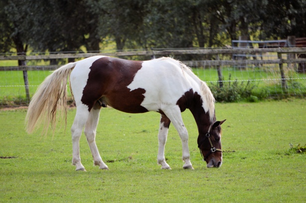 Horse Information In Urdu History Horse Hindi Information Ghora horse-information-in-urdu-history-horse-hindi-information-ghora