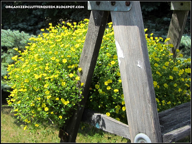 My Garden Stepladder Featured in HGTV Magazine - Organized Clutter