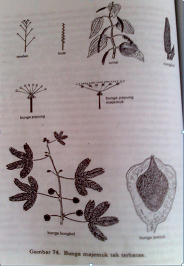 Hairiani "miiyanni": MORFOLOGI TUMBUHAN TENTANG BUNGA
