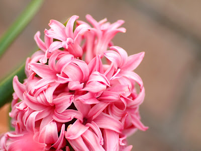 Interior Candy: 50 Beautiful Flowers HQ Wallpapers