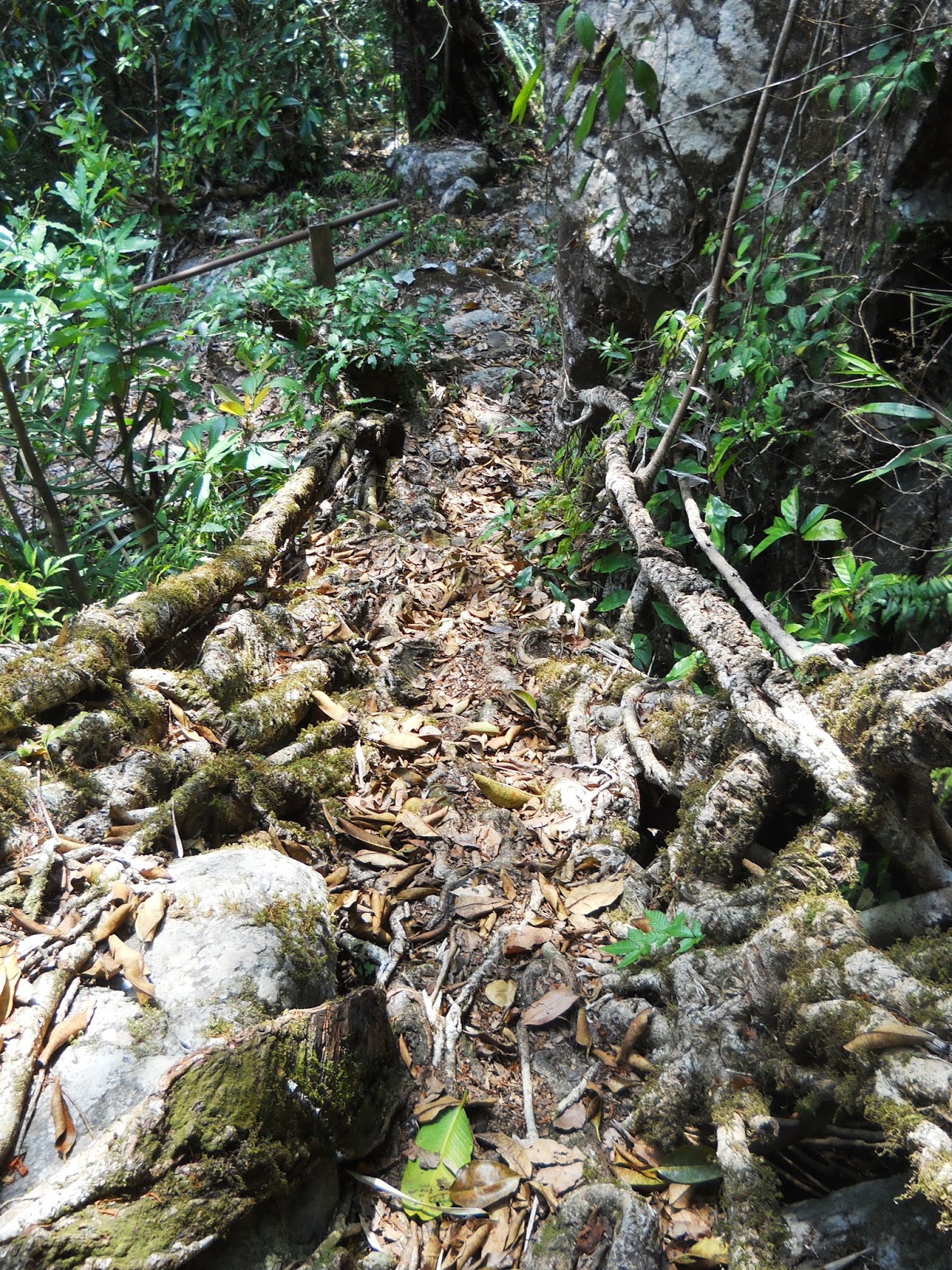 evenfewergoats: The Undiscovered Living Root Bridges of Meghalaya Part ...