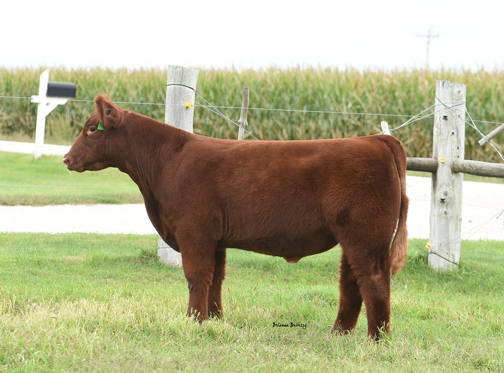 RCC Blog: Hi Ho Silver Steer at Klaffke Show Cattle Sale Tonight!