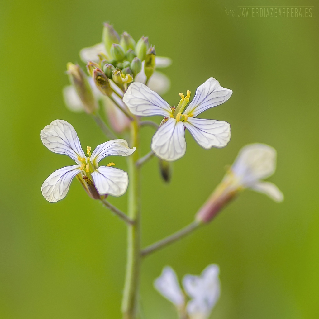 Bichos y plantas de León: Rúcula