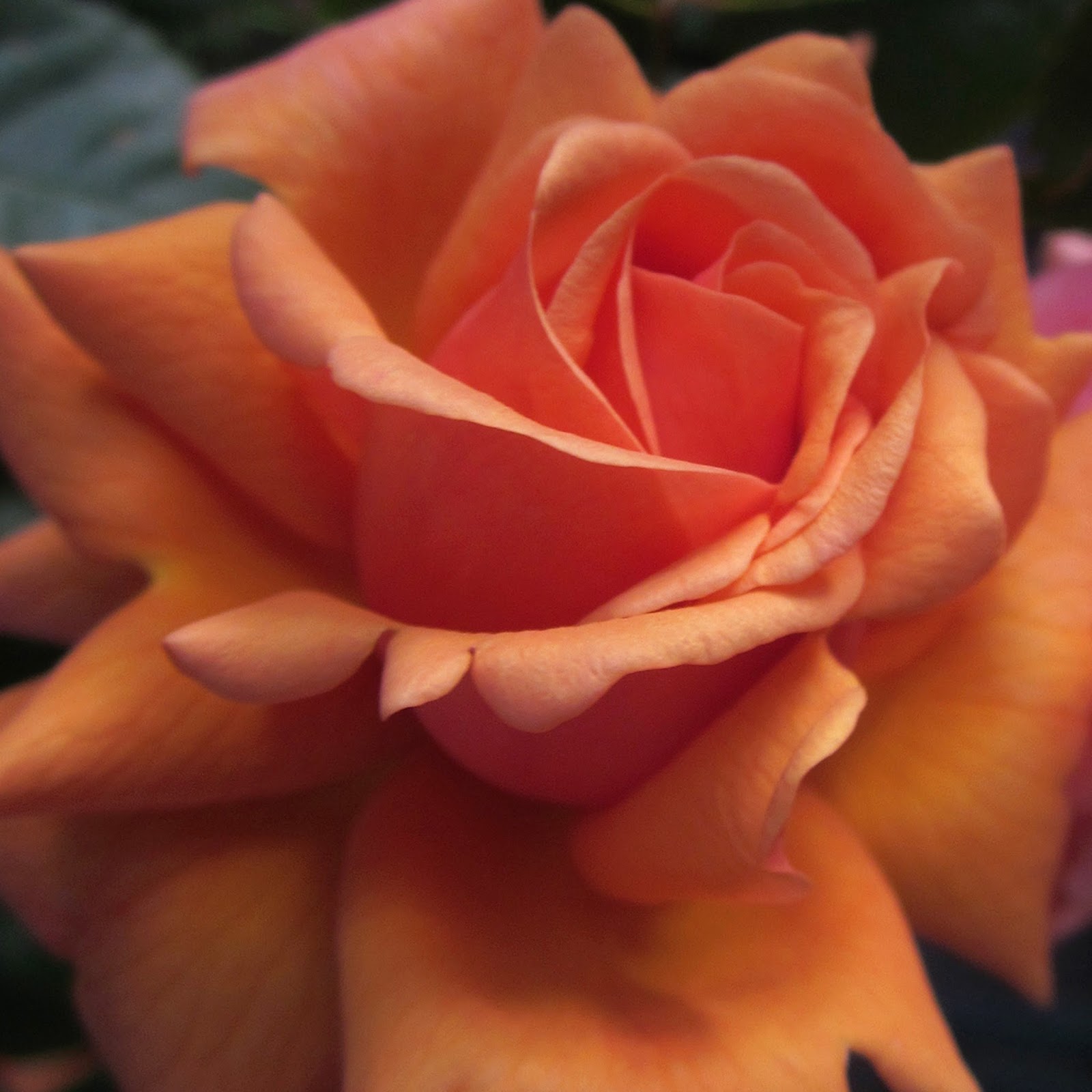 Widow's Endorphins: January 2016