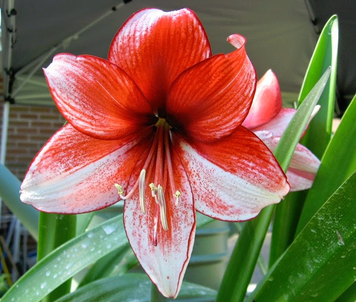 Plants & Such: Red Blotch & Charisma Amaryllis (selfed)