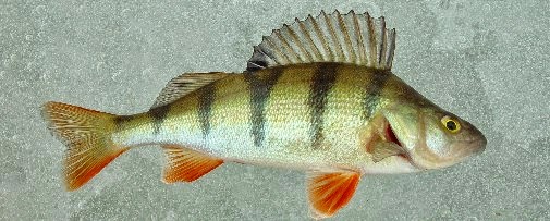 MKelavaara: Ahven - Perca fluviatilis