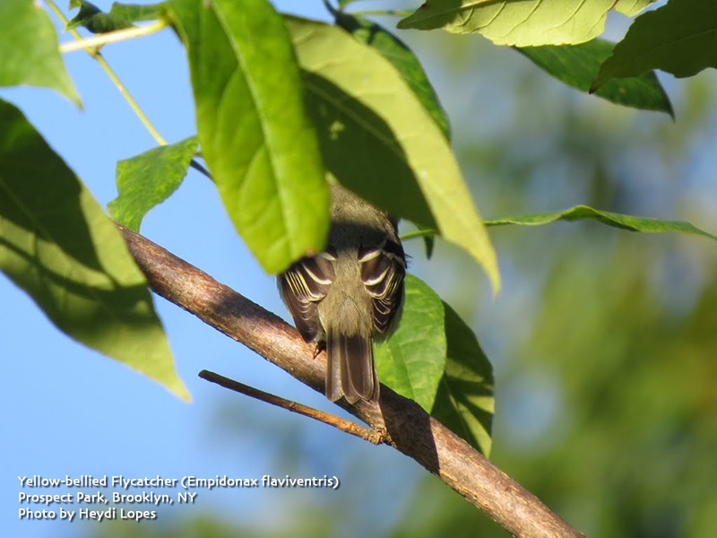 The City Birder: 09/01/2013 - 10/01/2013