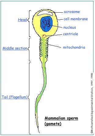 ALL ABOUT SPECTACULAR SPERMS!