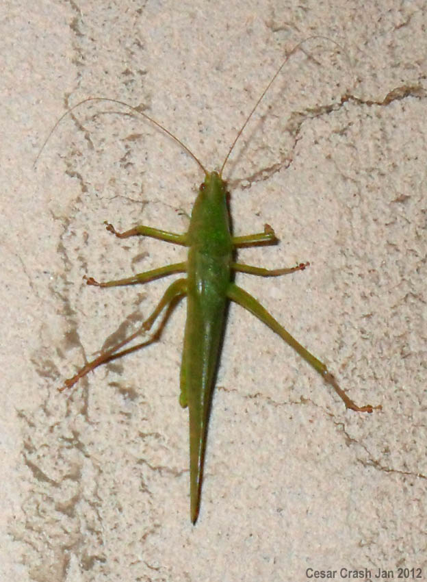 Insetologia - Identificação de insetos: Esperanças verdes