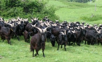 TUTTO FORMAGGI: CAPRINO - Svizzera - Ticino