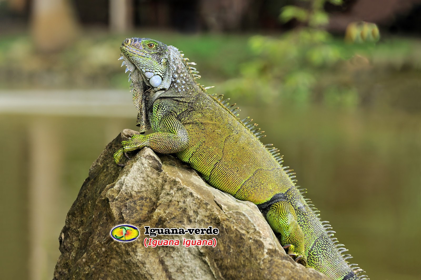 Zoologia: Iguana-verde (Iguana iguana)