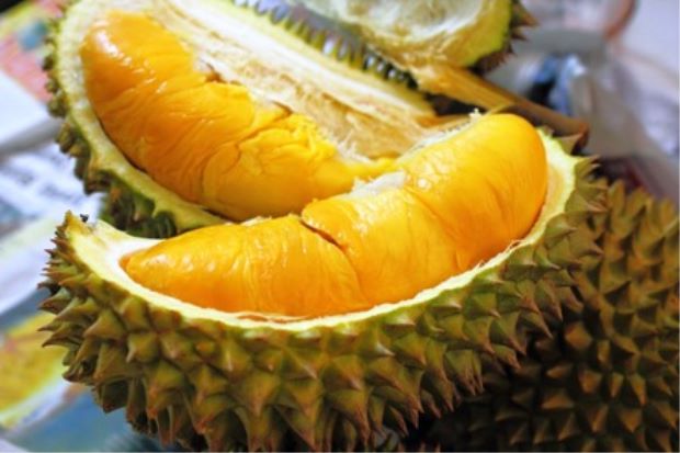 Kenali Baka Musang King Yang Asli | XTRA