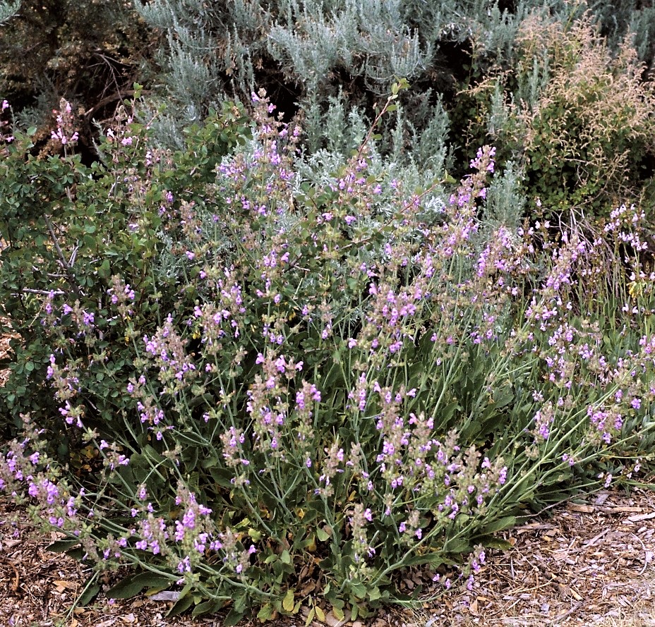 Prairiebreak: Salvias I have loved and lost....
