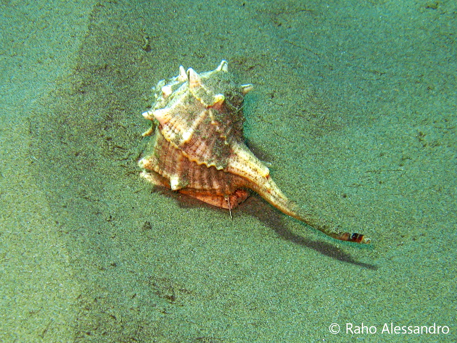 Necton e Plancton: Molluschi: Murice Spinoso