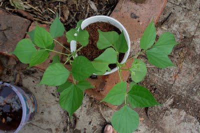 Urban Leaves India: Gearing up for the World Kitchen Garden Day
